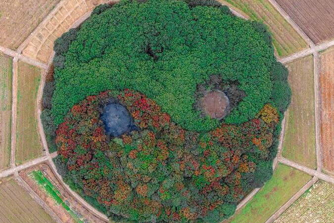 Feng Shui Pflanzen: wie Pflanzen das Feng Shui in deinem Zuhause beein ...