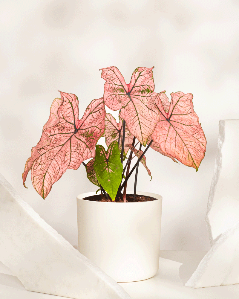 Calathea - Pflege und Fakten [Pflanzenlexikon] – feey AG