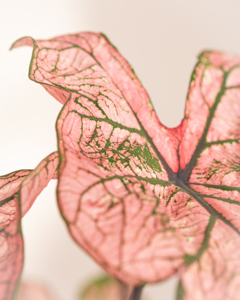 Calathea - Pflege und Fakten [Pflanzenlexikon] – feey AG