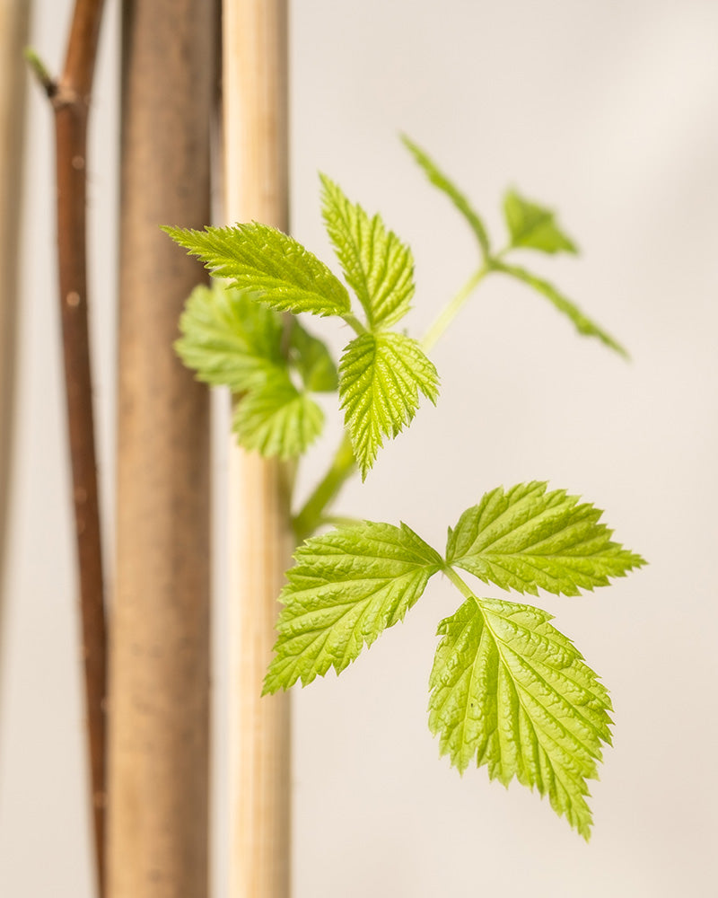 Himbeere - Pflege und Fakten [Pflanzenlexikon] – feey AG